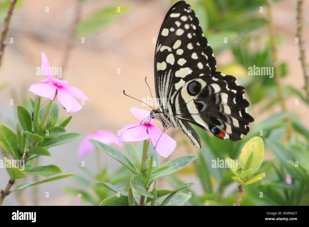 Citrus swallowtail hi-res stock photography and images - Alamy