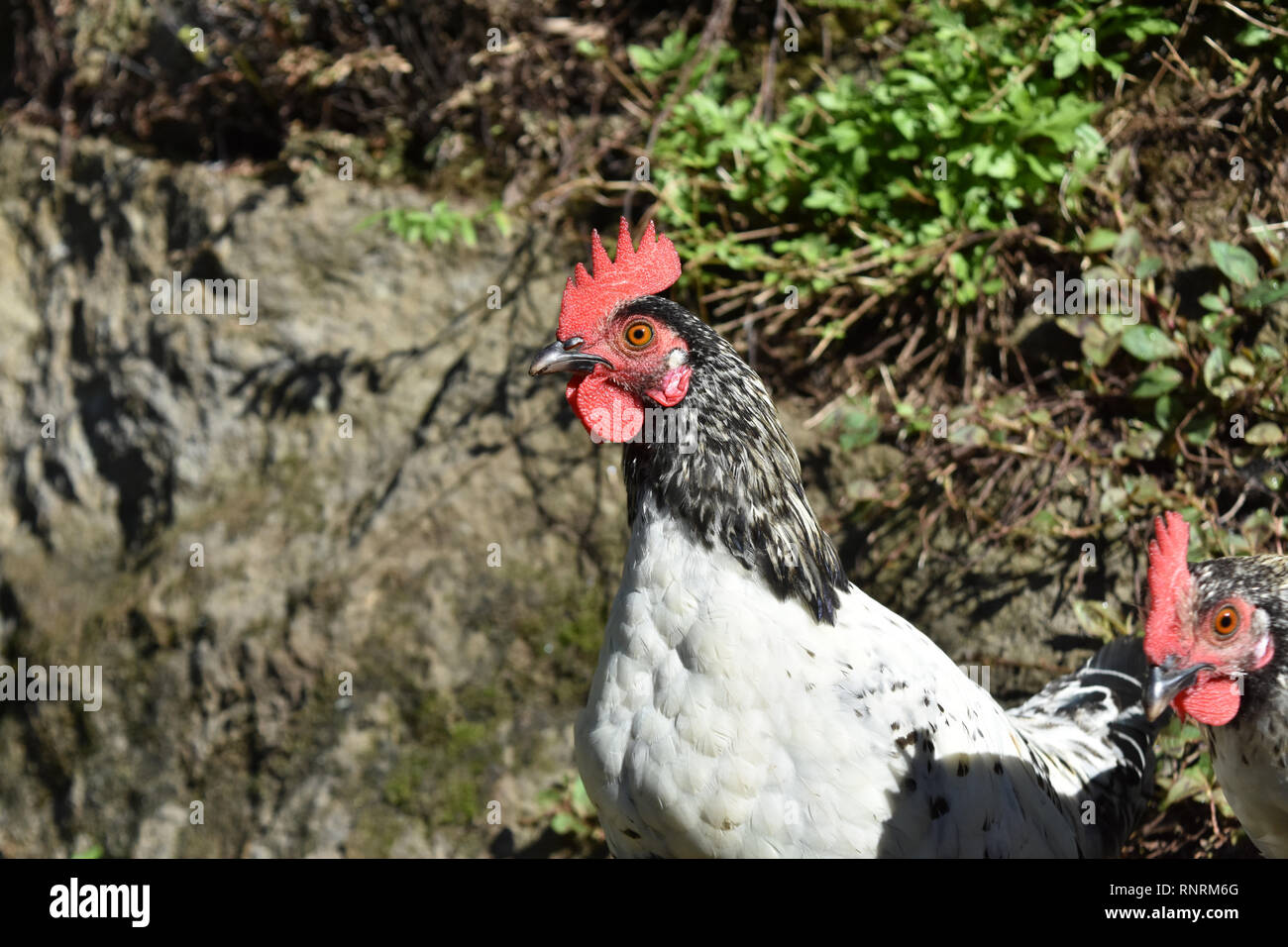 Crest on the head of a white and black flecked hen Stock Photo - Alamy
