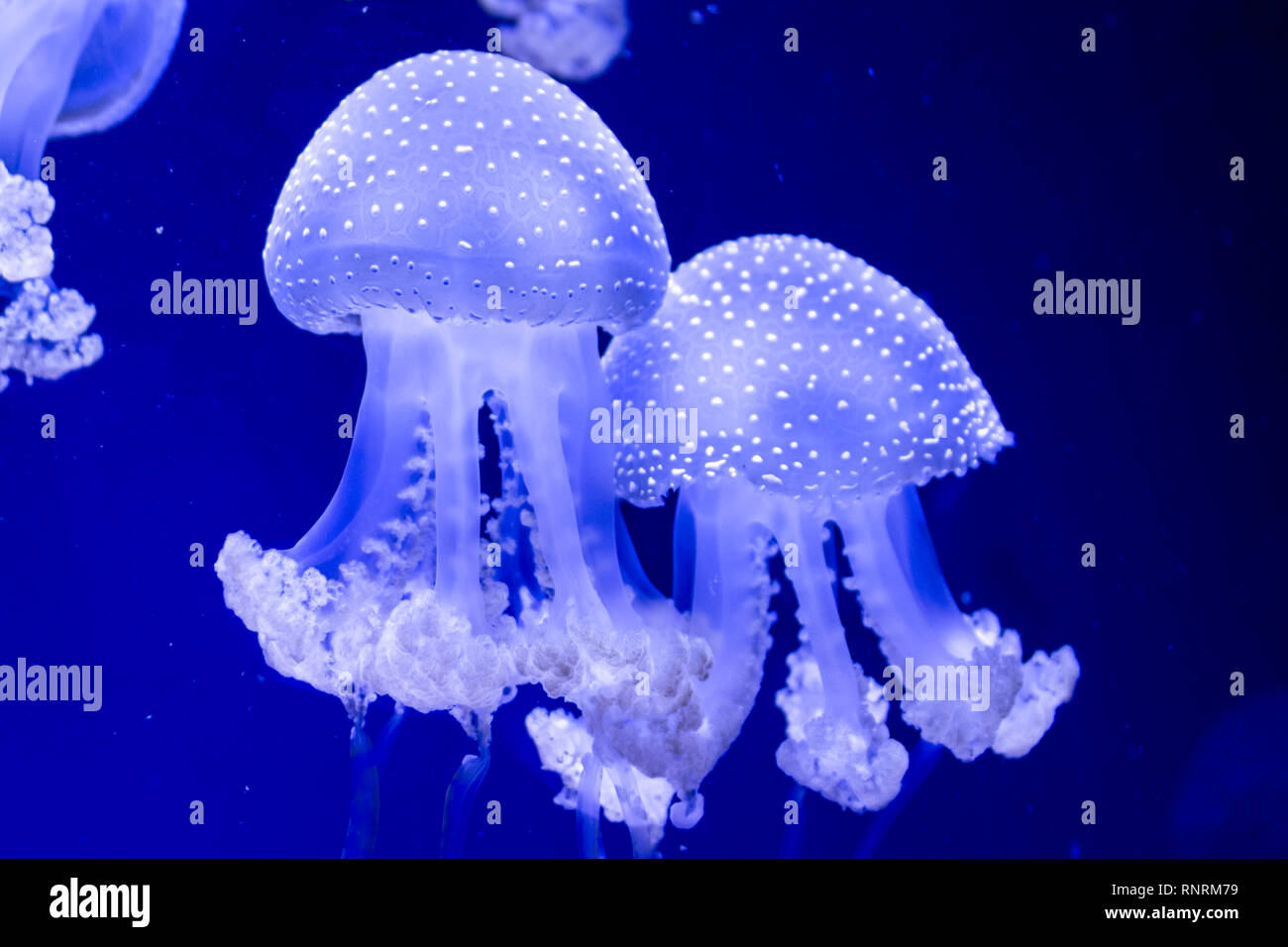 Stingy fish hi-res stock photography and images - Alamy