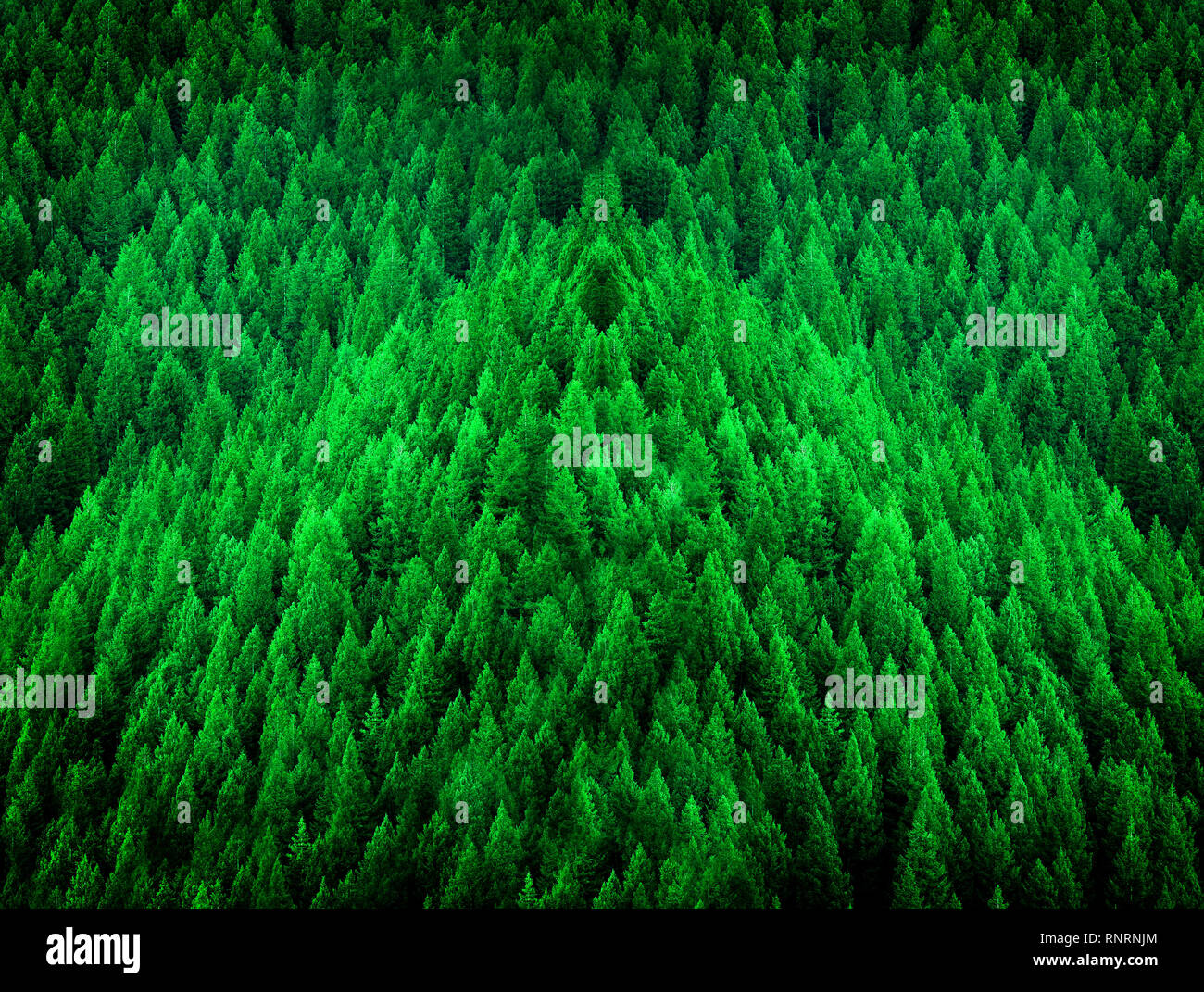 Forest of pine trees in wilderness mountains rugged Stock Photo - Alamy