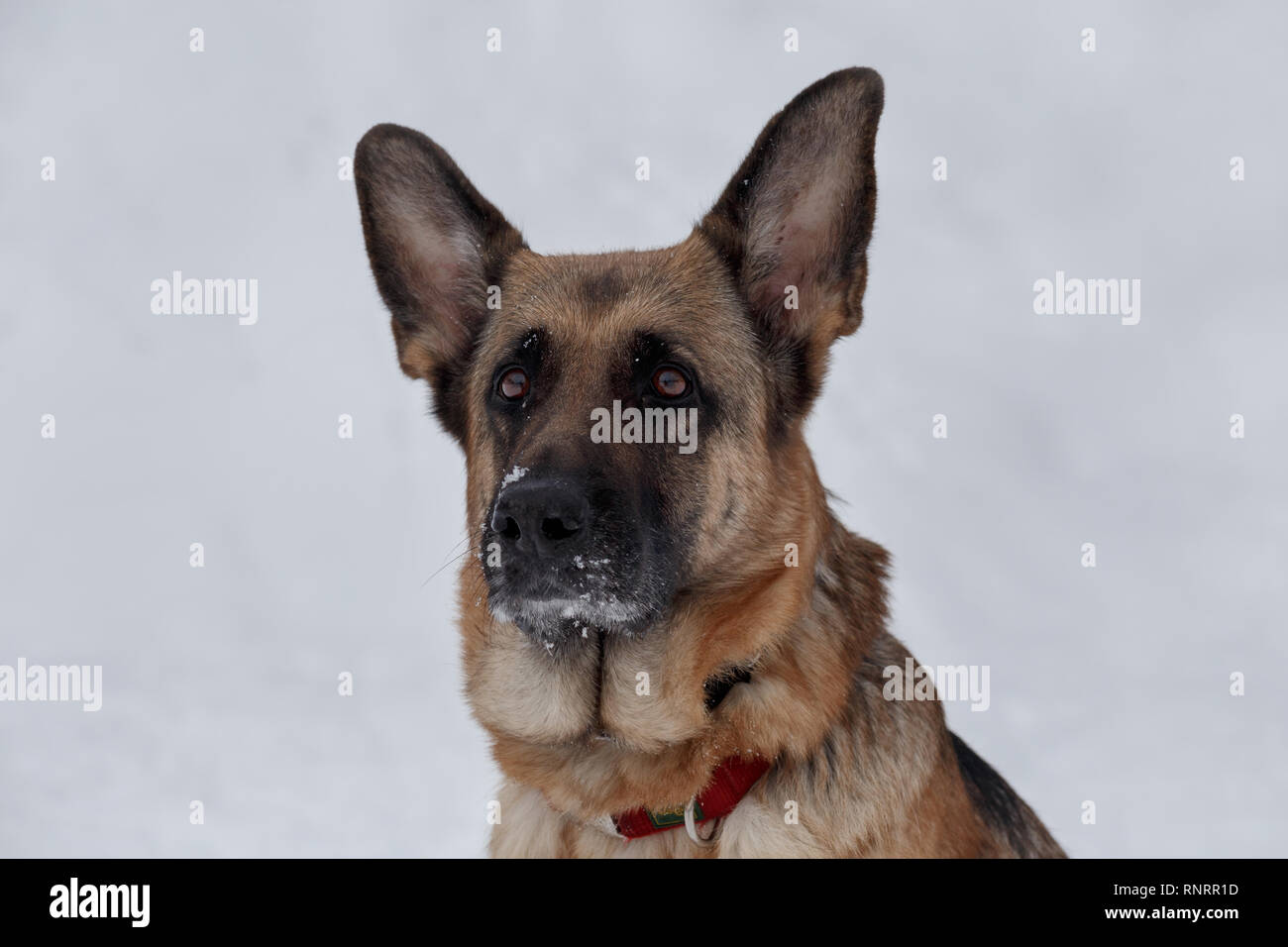 Cute german shepherd with black mask is looking at the camera. Pet ...
