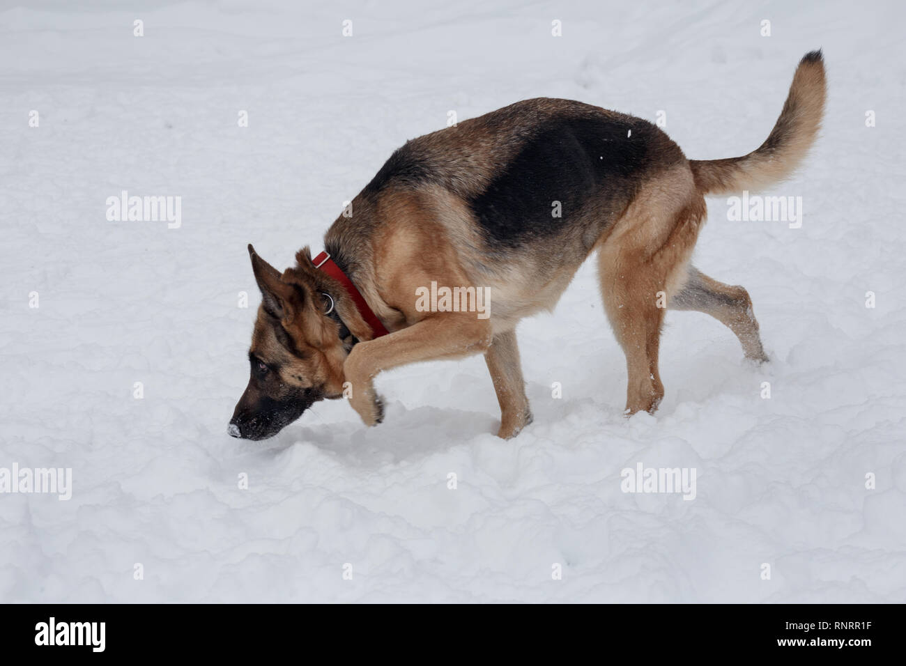 German shepherd is sniffing footprints in the snow. Pet animals ...