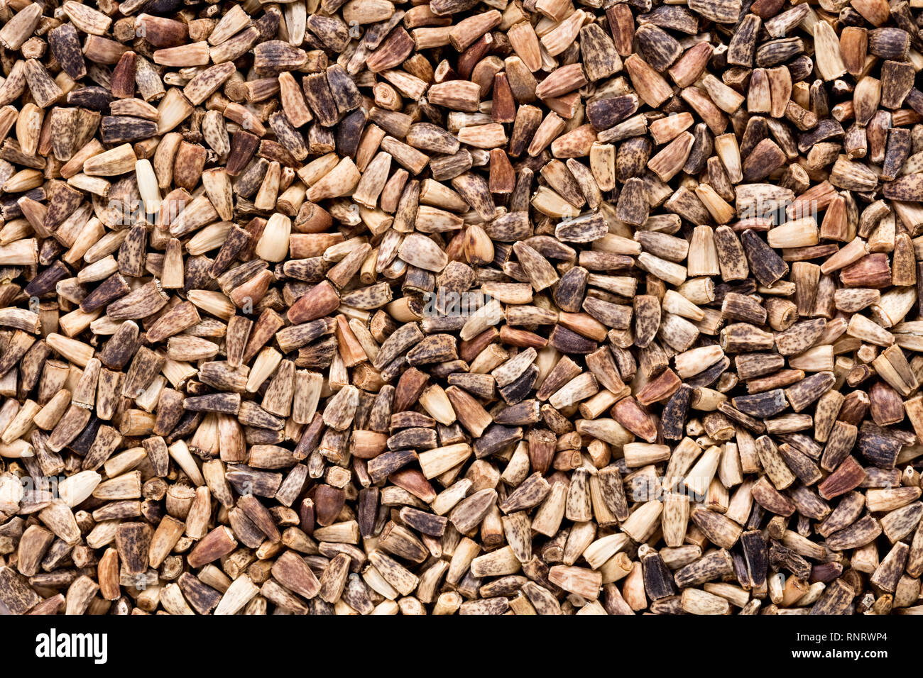 Chicory seed hi-res stock photography and images - Alamy