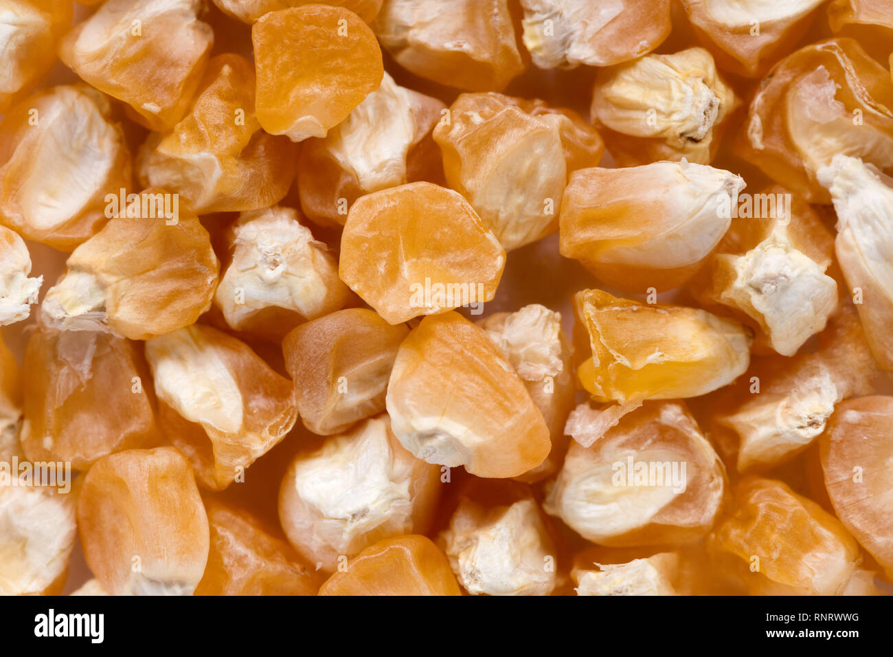 High quality seeds of corn, in a texture form for your unique garden ...