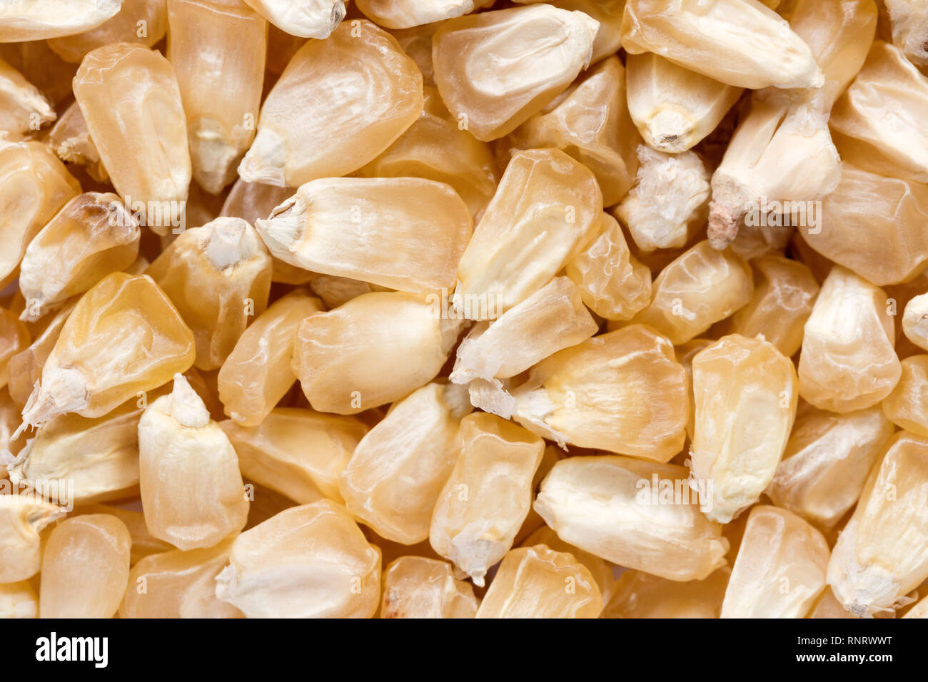 Corn seed texture hi-res stock photography and images - Alamy