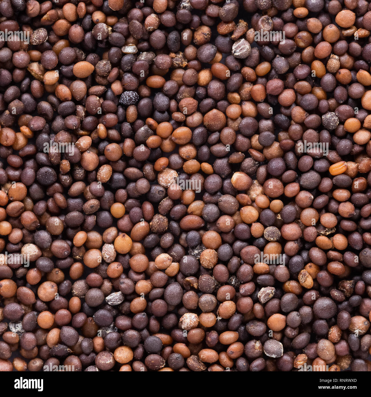 High quality seeds of thyme, in a texture form for your unique garden ...
