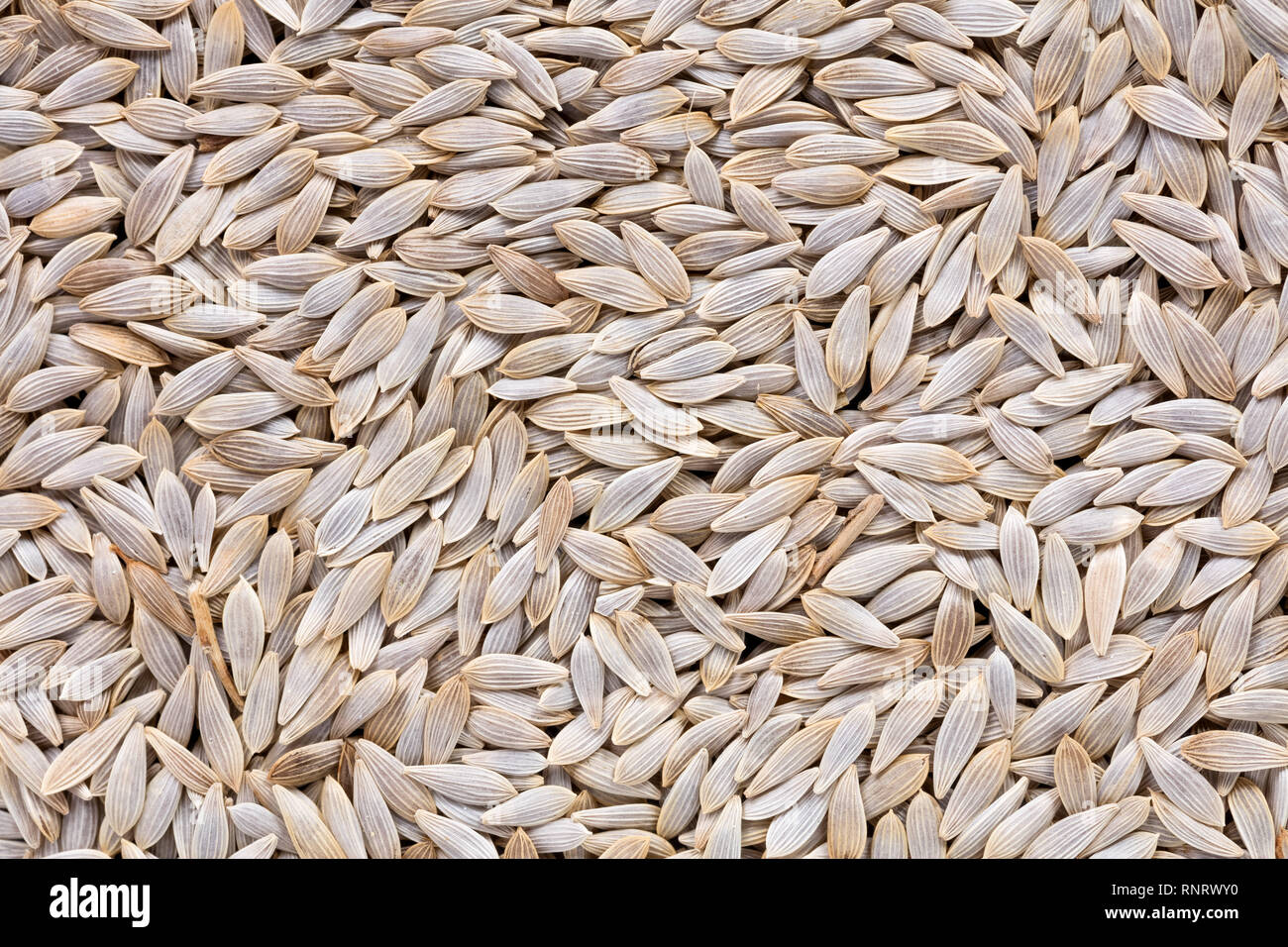 Lactuca sativa seed hi-res stock photography and images - Alamy