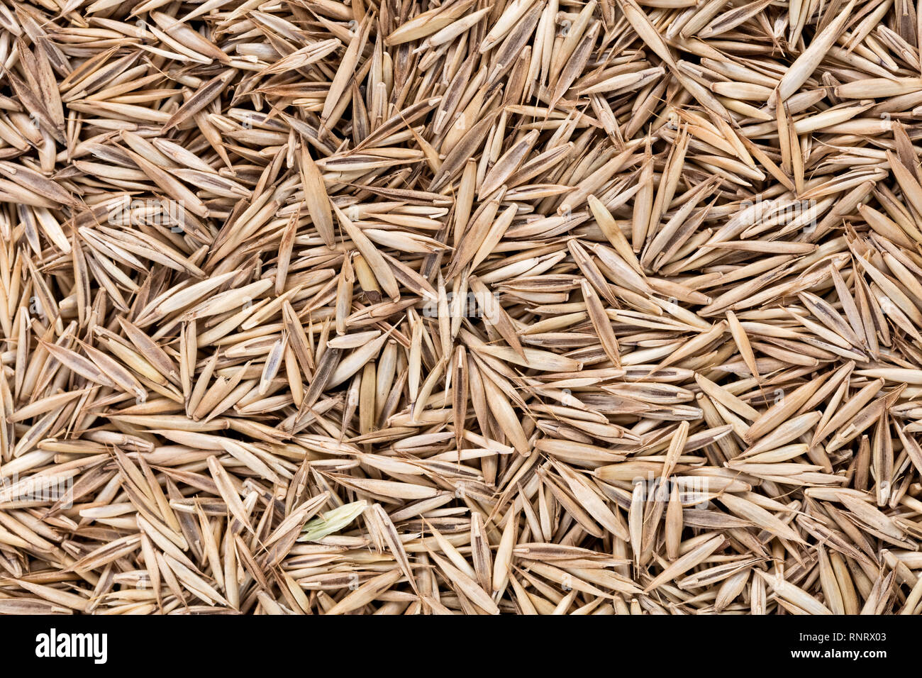 High quality seeds of lawn grass, in a texture form for your green ...