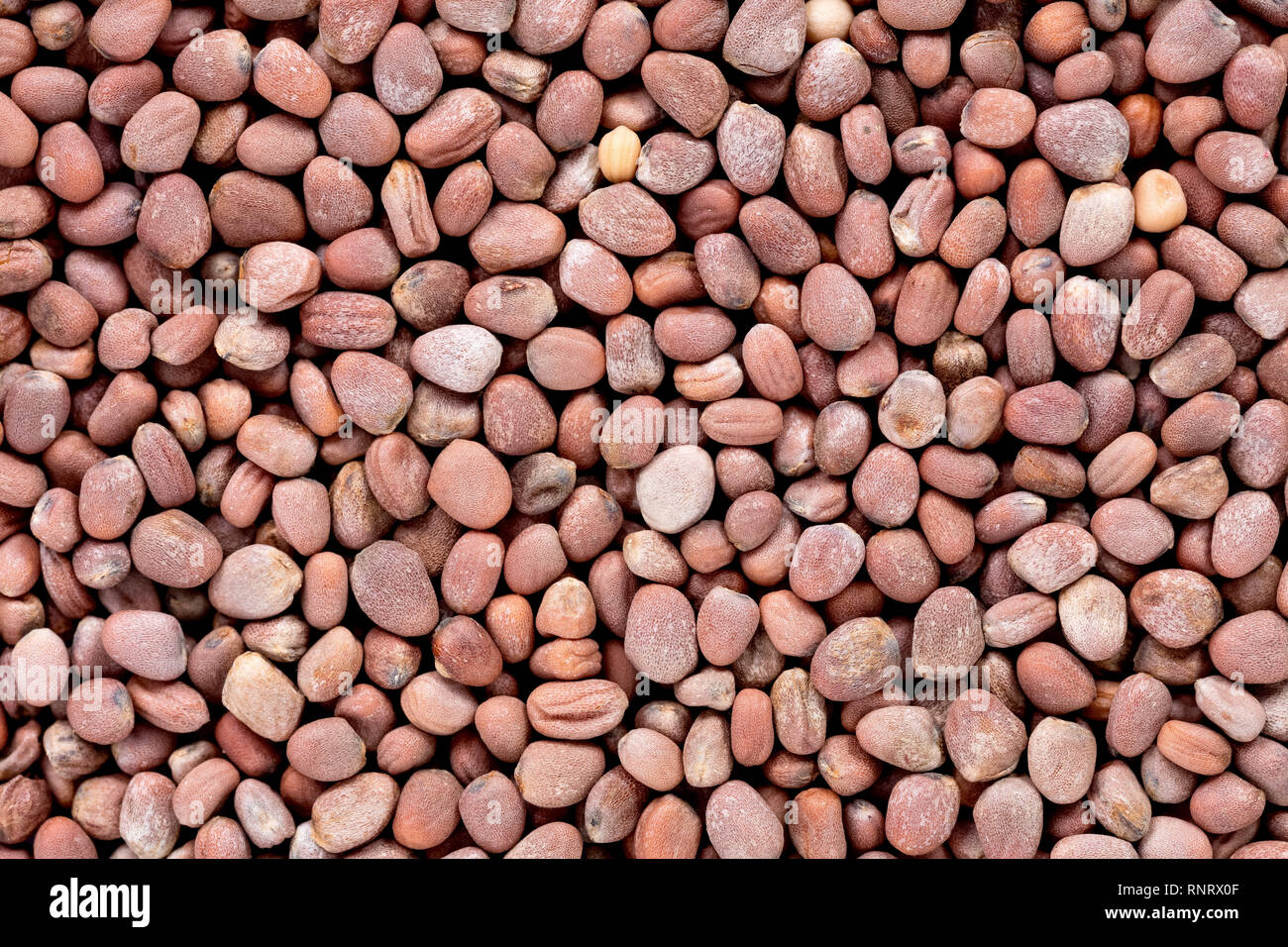 High quality seeds of radish, in a texture form for your green garden ...