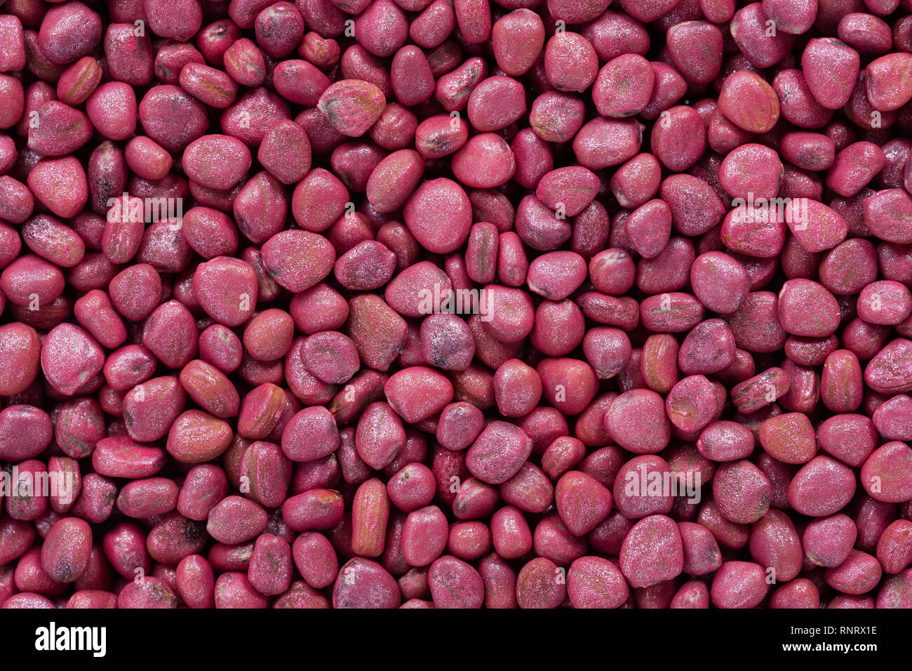 High quality seeds of radish, vegetable in a texture form for your ...