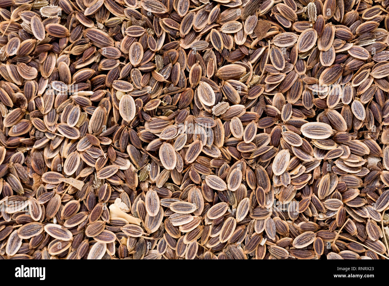 High quality seeds of dill, in a texture form for your awesome garden ...