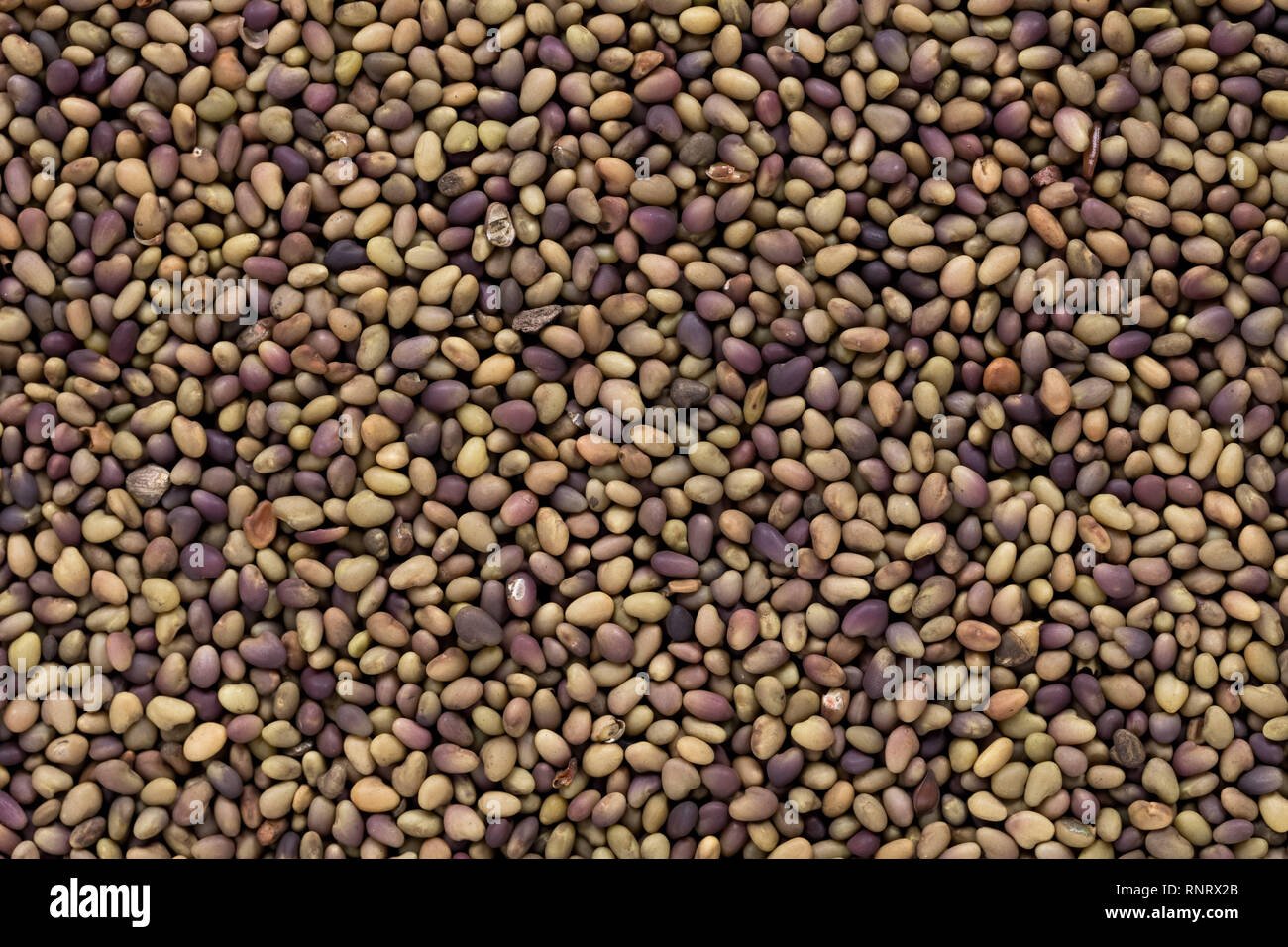 High quality seeds of clover, in a texture form for your awesome garden ...