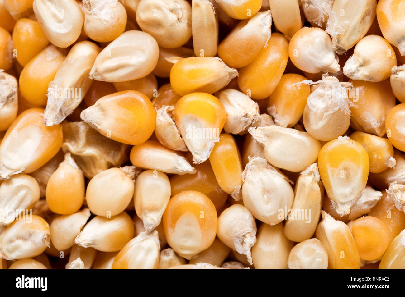 High quality seeds of popcorn, in a texture form for your unique garden ...