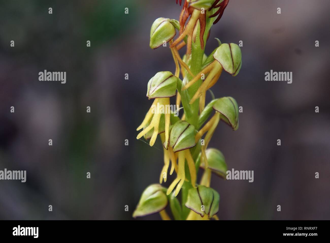 Flowers resemble a human figure hi-res stock photography and images - Alamy