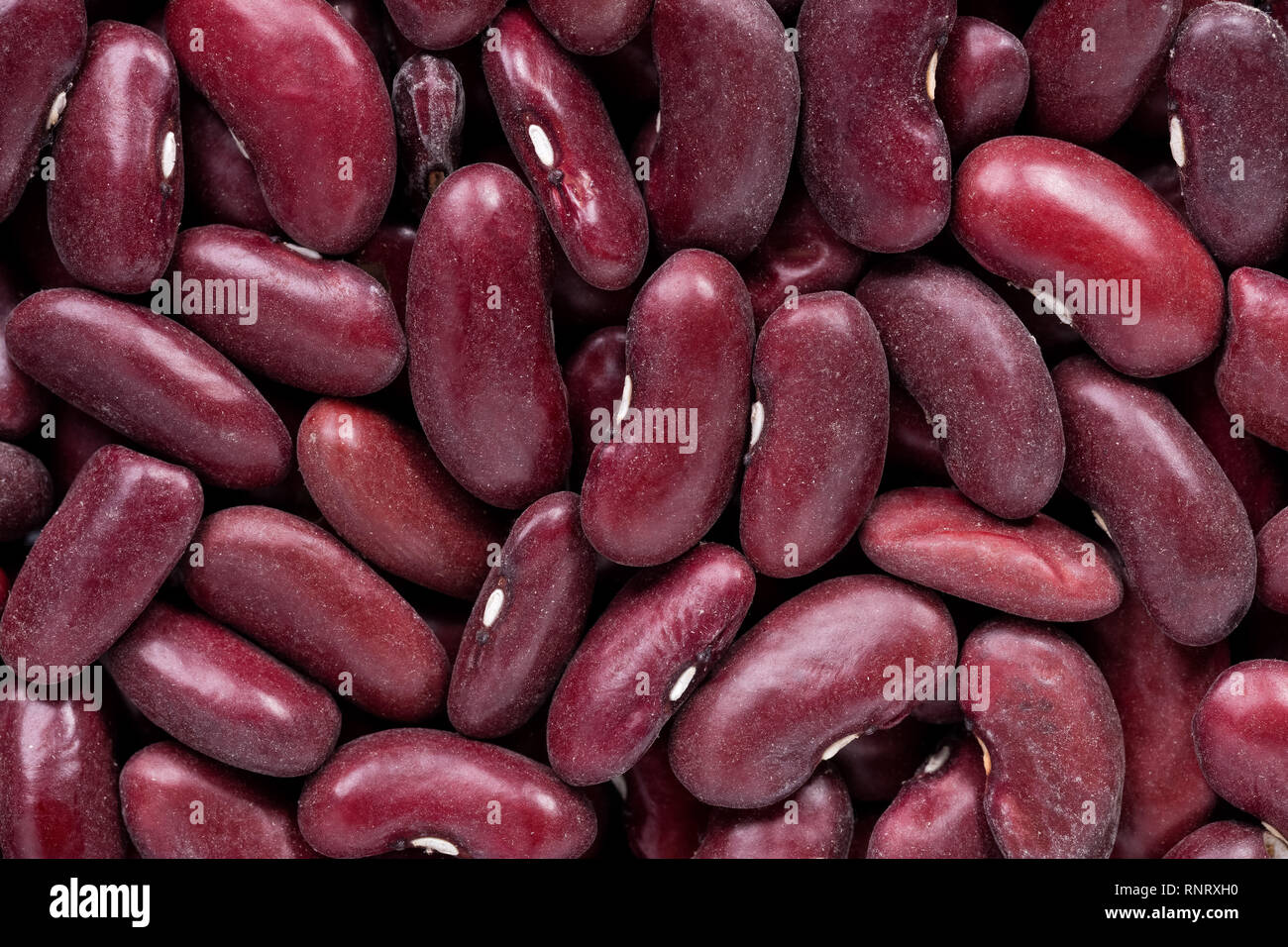 High quality seeds of beans in violet color, legumes in a texture form ...