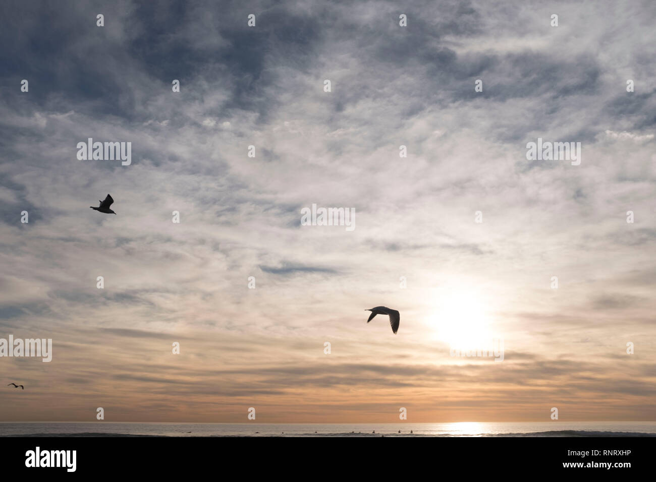 Birds in flight at sunset Stock Photo - Alamy