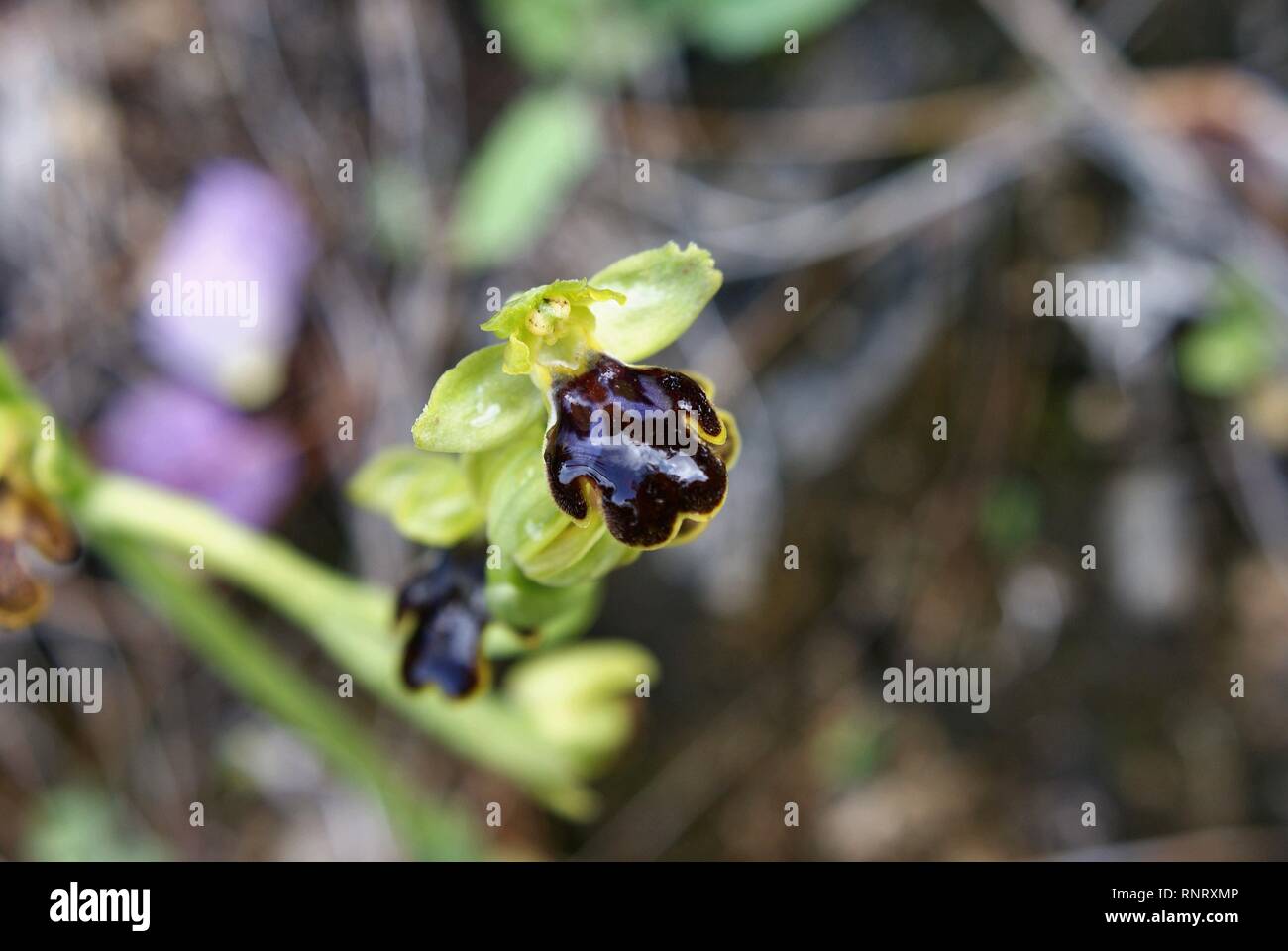 Ophrys fusca subsp fusca hi-res stock photography and images - Alamy