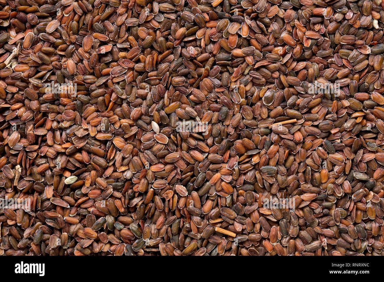 High quality seeds of matthiola, flower in a texture form for your ...