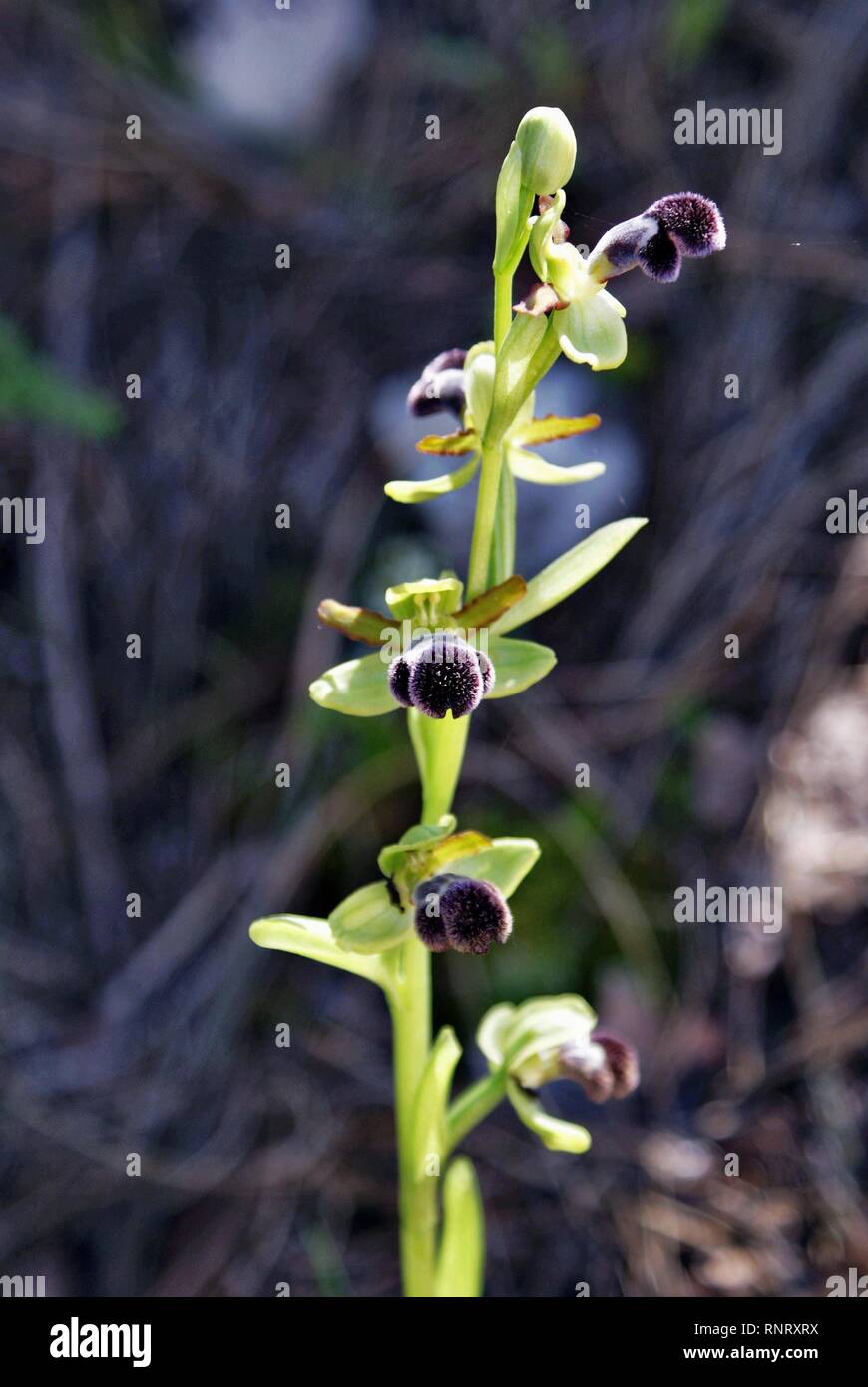 Ophrys omegaifera ophrys omegaifera hi-res stock photography and images ...