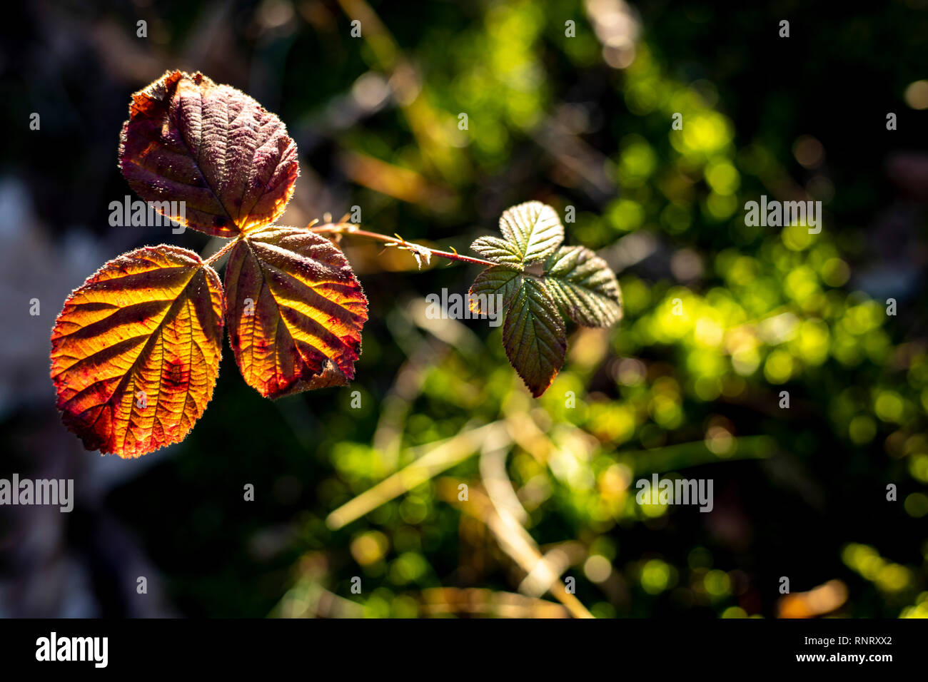 Wild black and red berries growing in the bush. Fruits of the ...