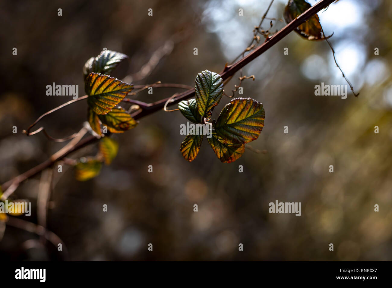 Wild black and red berries growing in the bush. Fruits of the ...