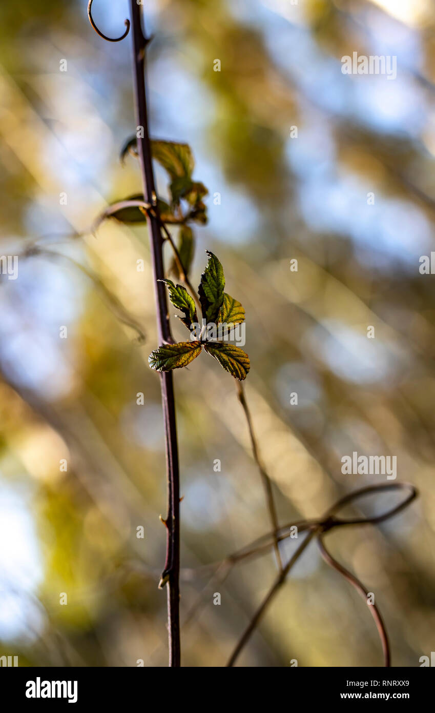 Wild black and red berries growing in the bush. Fruits of the ...