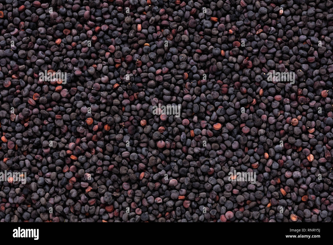 High contrast plants hi-res stock photography and images - Alamy