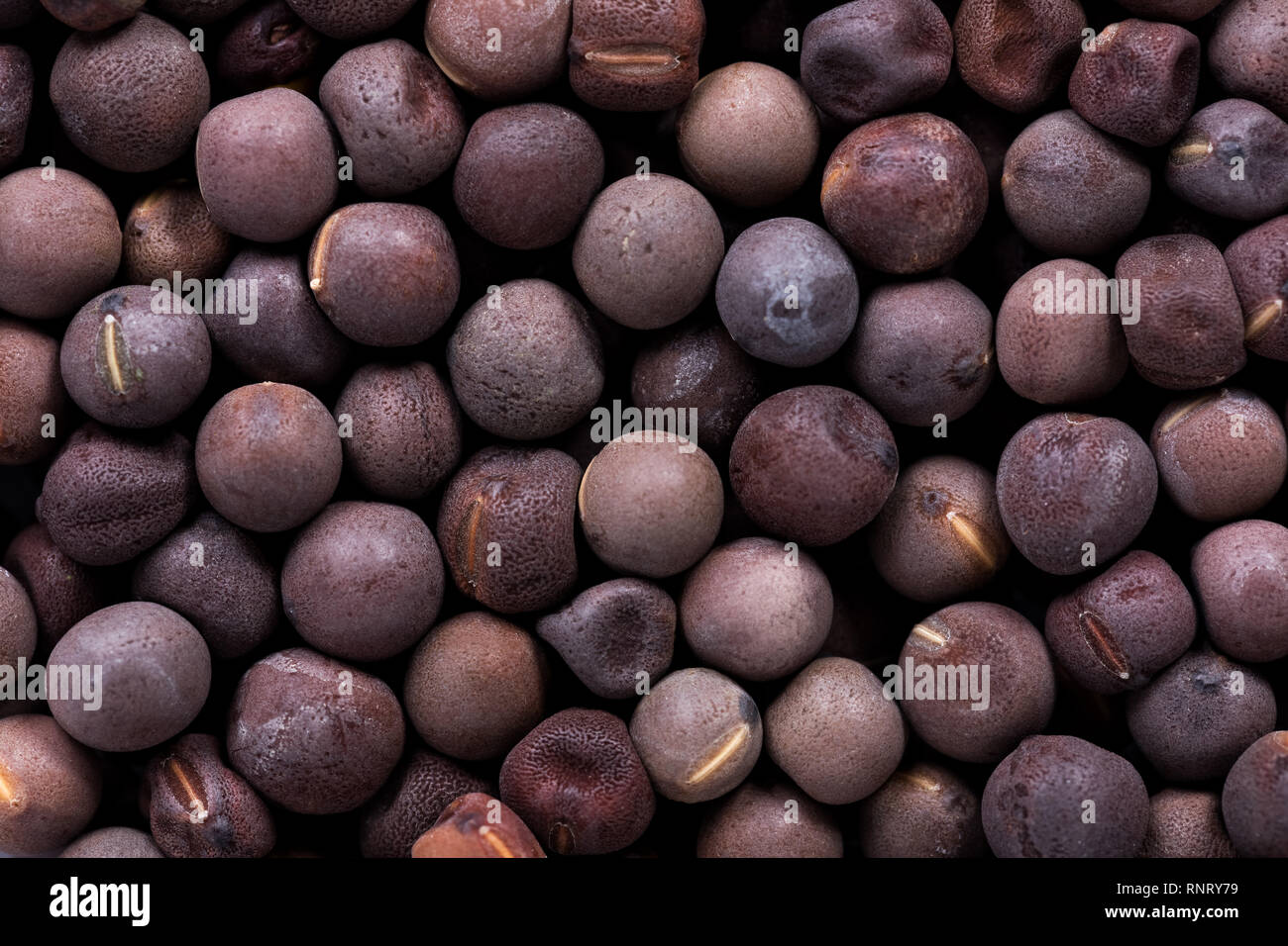 Lathyrus seed hi-res stock photography and images - Alamy