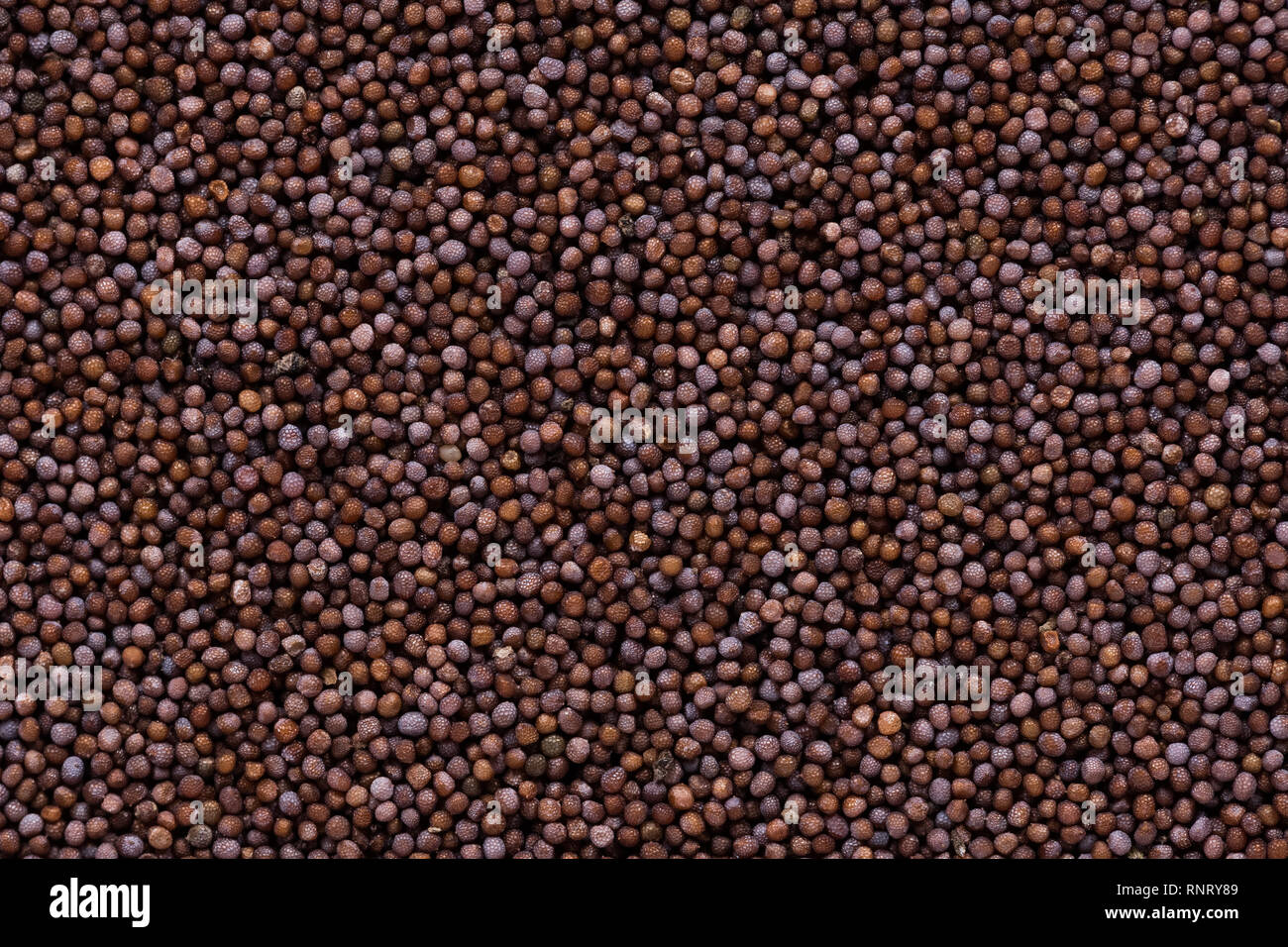 High contrast plants hi-res stock photography and images - Alamy