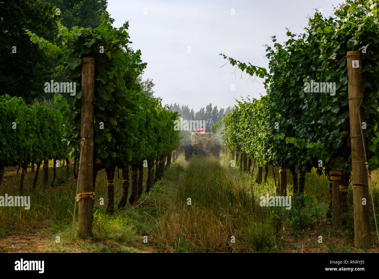 Spraying pesticide vineyard hi-res stock photography and images - Alamy