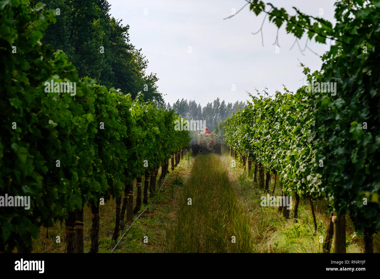 Spraying pesticide vineyard hi-res stock photography and images - Alamy