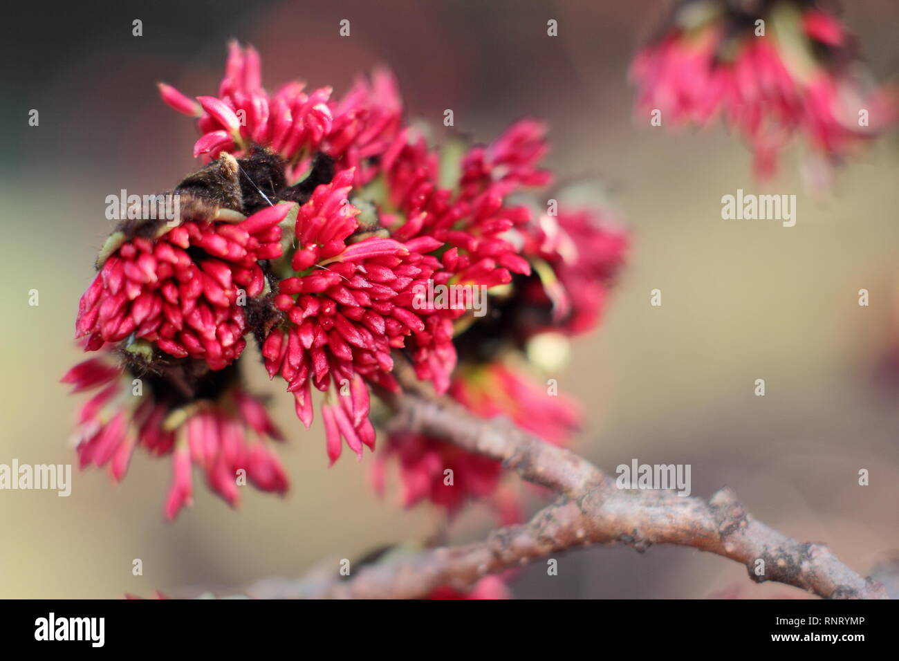 Parrotia persica tree hi-res stock photography and images - Alamy