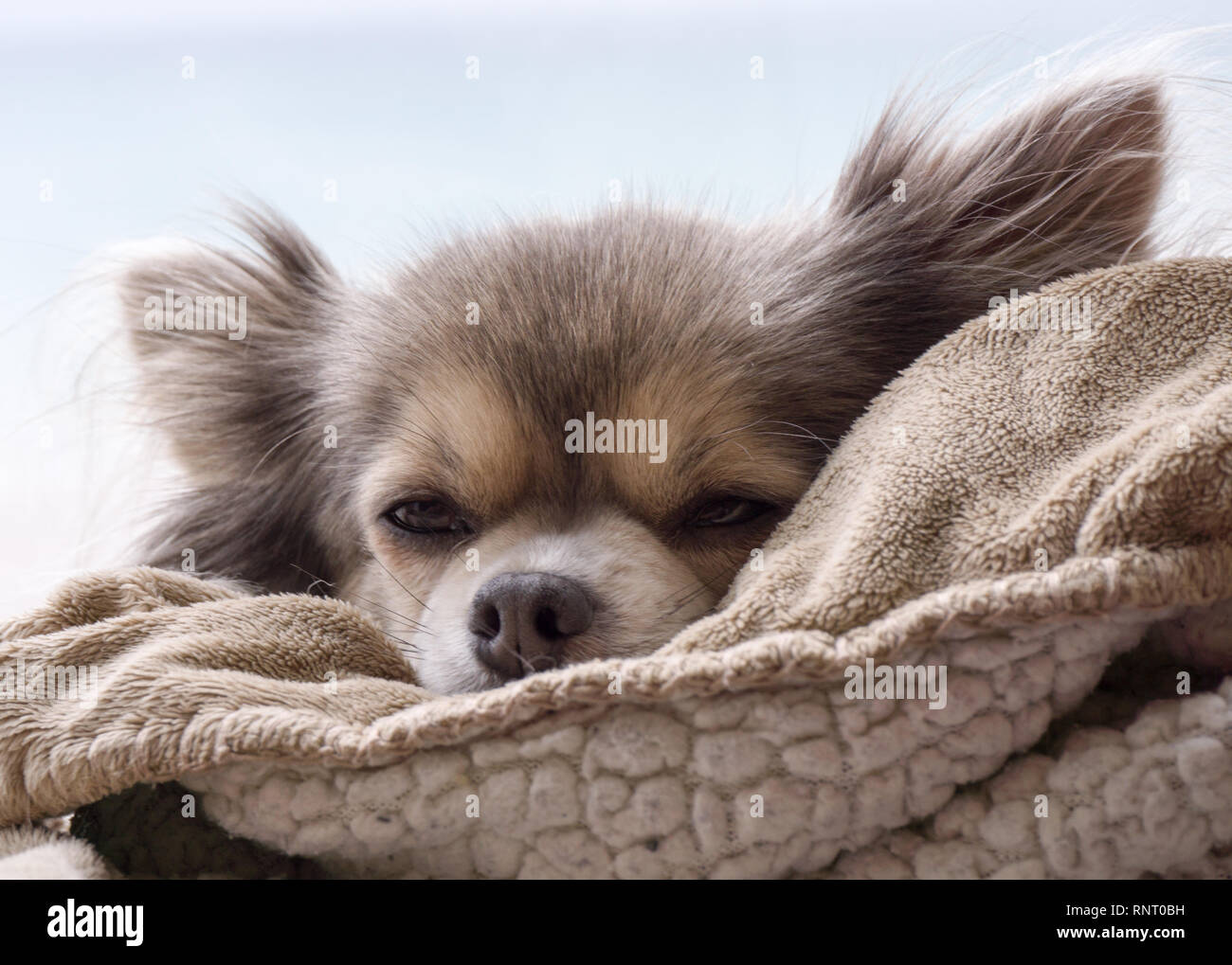Snoozing hi-res stock photography and images - Alamy