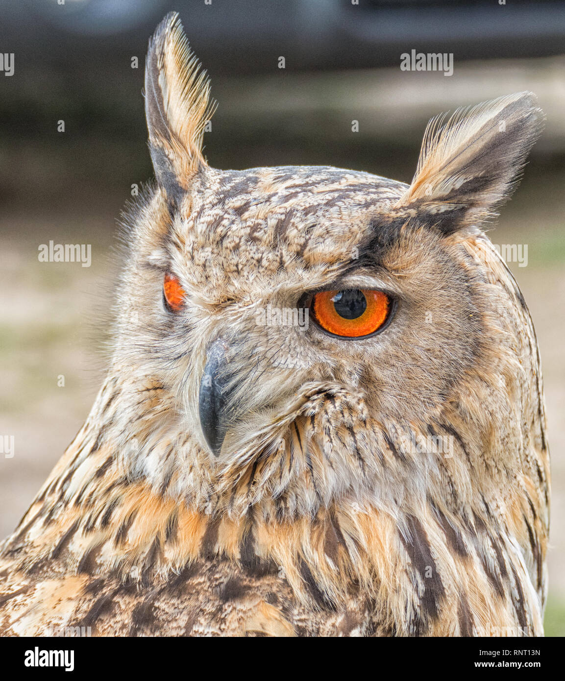 Beauty eurasian eagle owl hi-res stock photography and images - Alamy