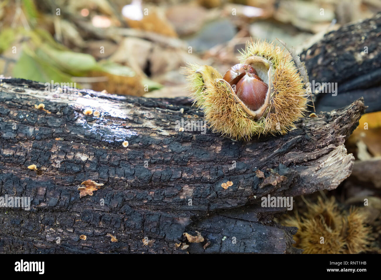 Chestnut balls hi-res stock photography and images - Alamy