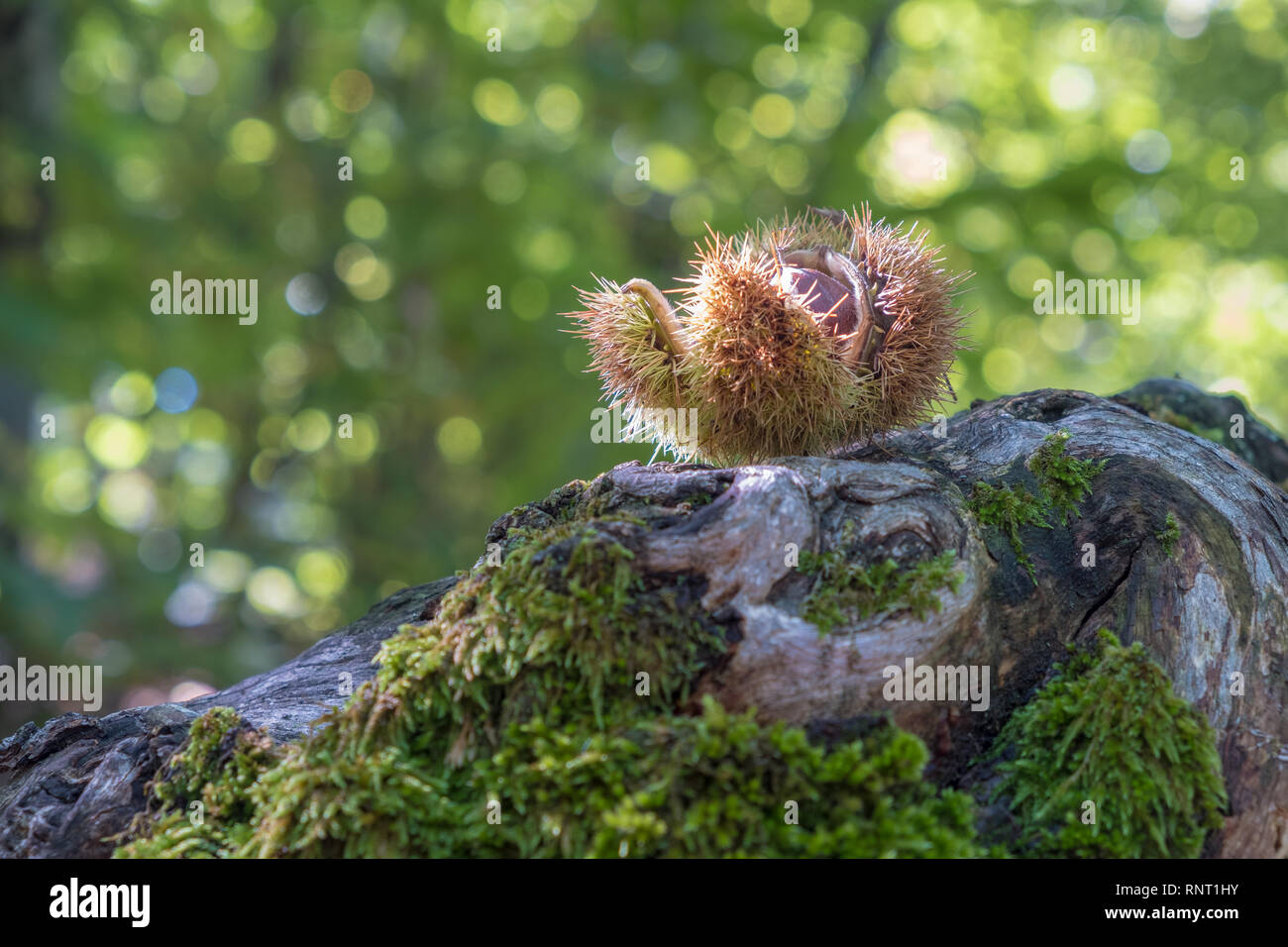 Chestnut fallen open in the chestnut forest on old fallen tree trunk ...