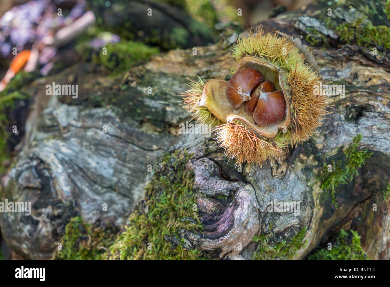 Chestnut fallen open in the chestnut forest on old fallen tree trunk ...