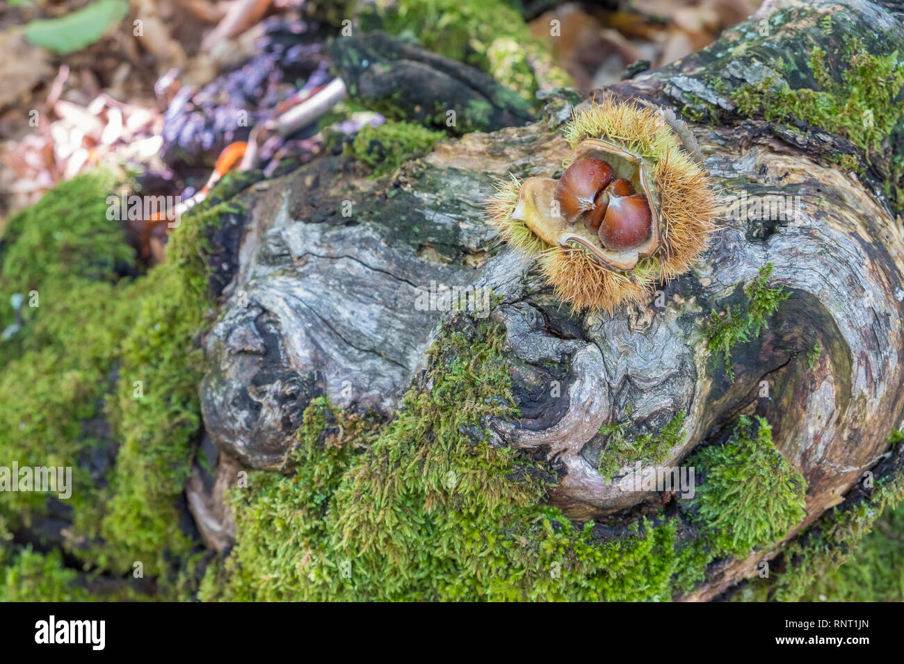 Chestnut fallen open in the chestnut forest on old fallen tree trunk ...