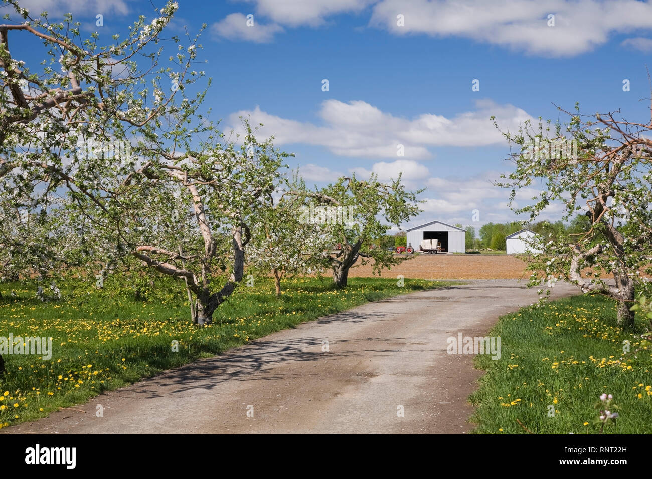 Path through orchard hi-res stock photography and images - Alamy