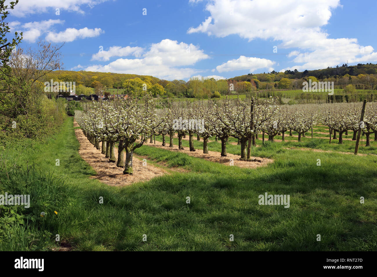 Blue cherry blossom trees hi-res stock photography and images - Alamy