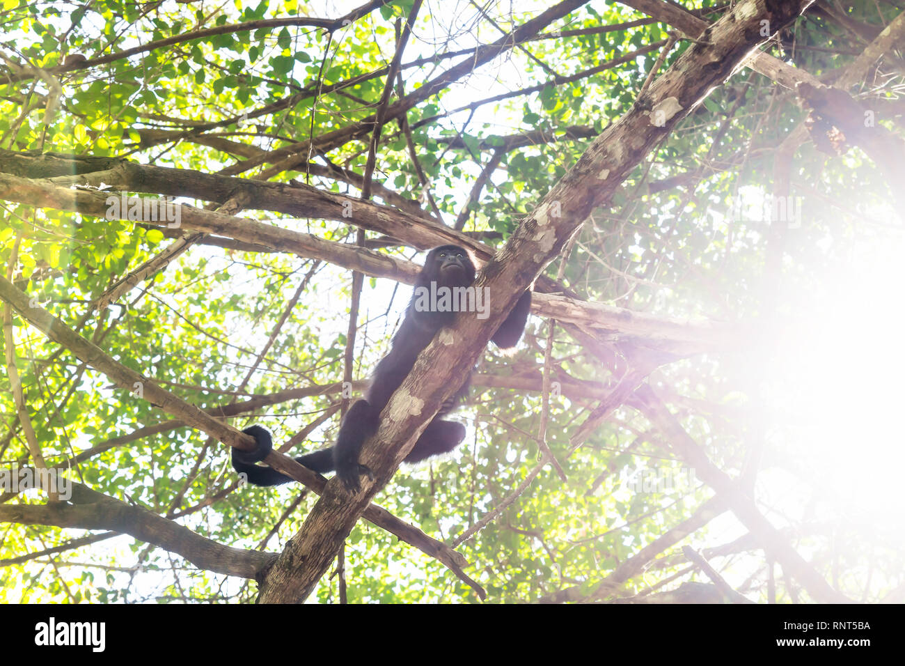 Howler monkey in sunlightened trees with green leaves with backlight ...