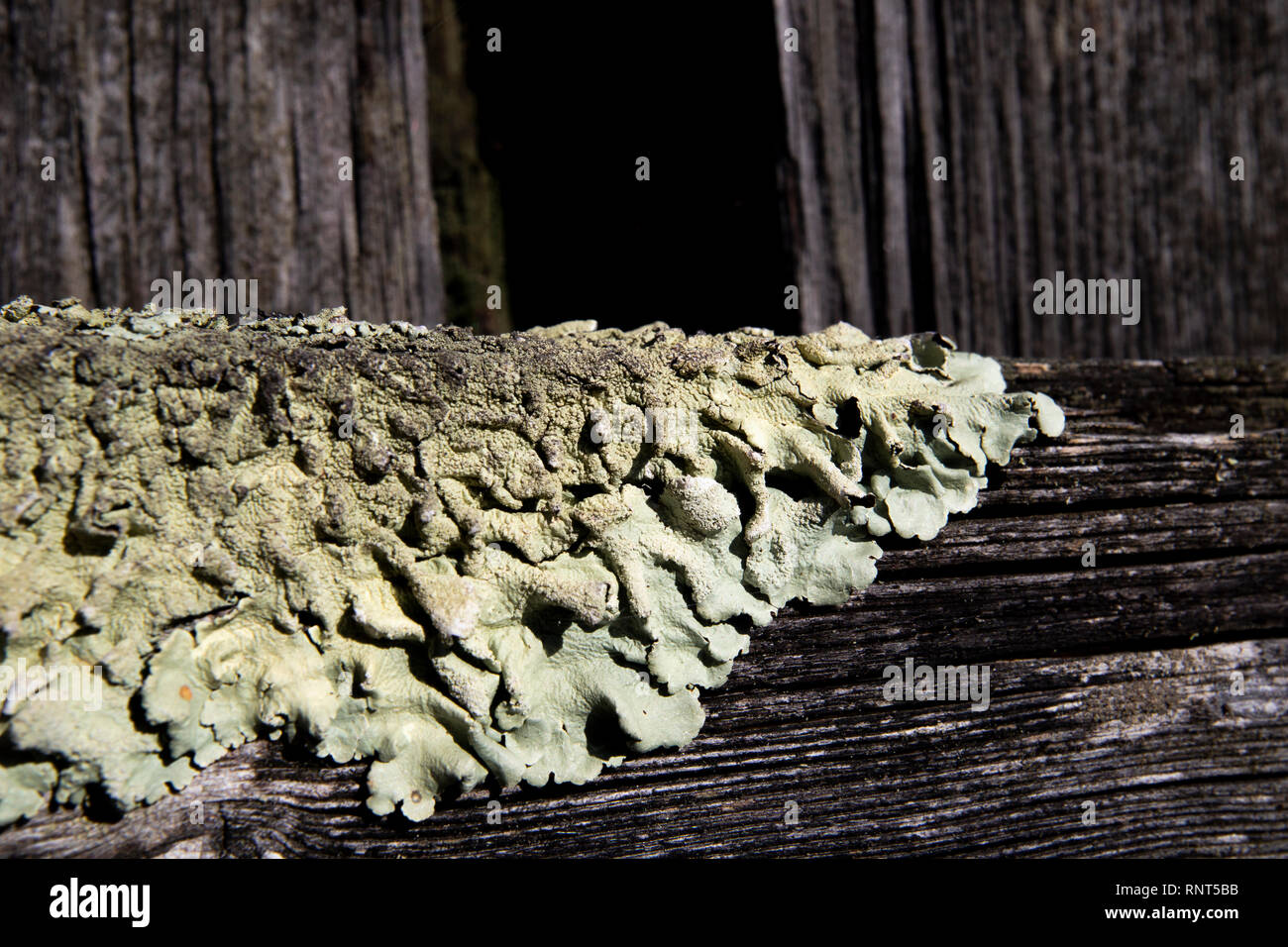 Foliose Lichen, a composite organism that arises from algae or ...