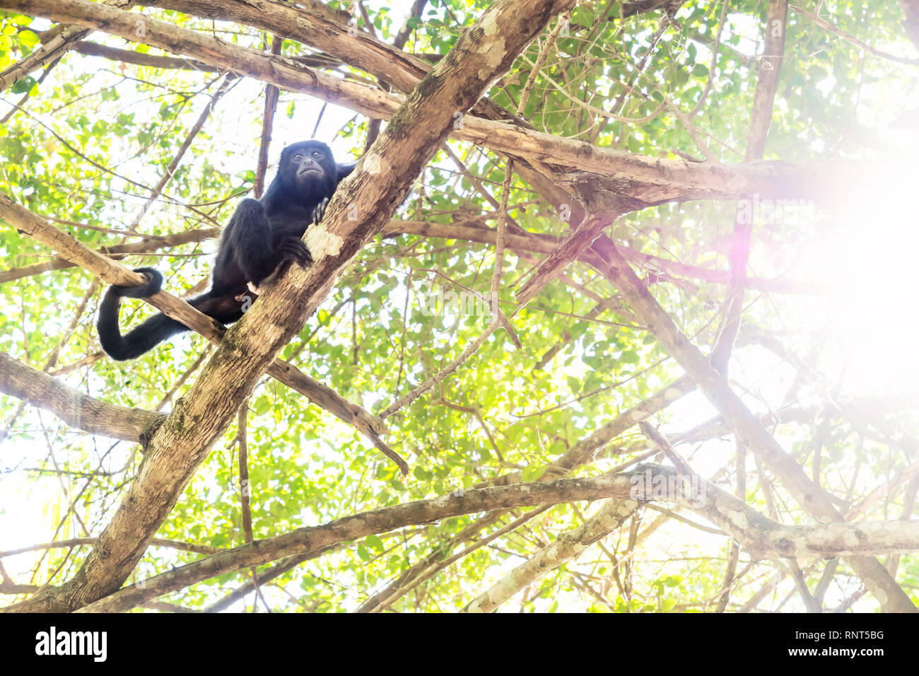 Howler monkey in sunlightened trees with green leaves, El Remate, Peten ...
