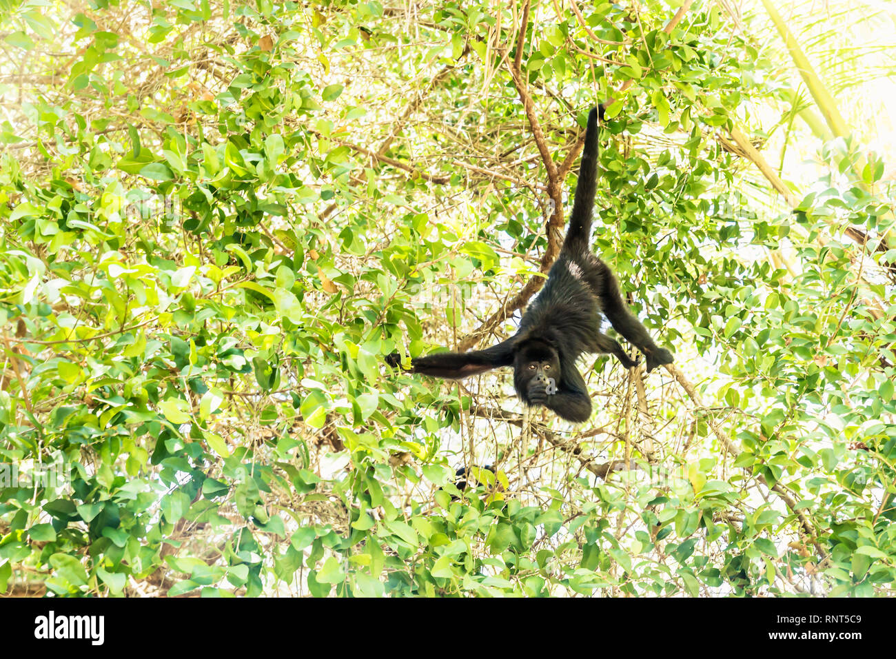 Howler monkey eating in sunlightened trees with green leaves, El Remate ...