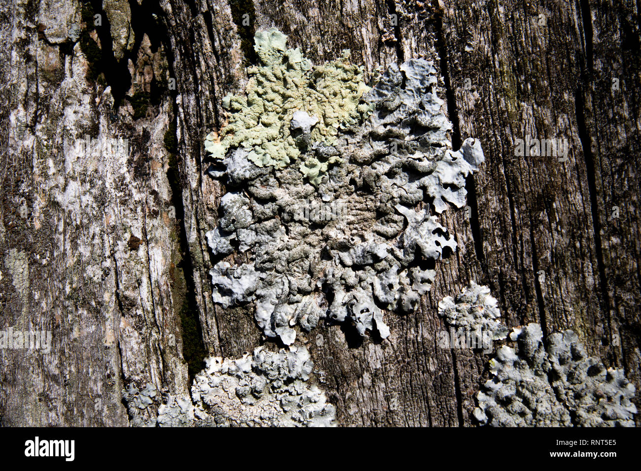 Foliose Lichen, a composite organism that arises from algae or ...