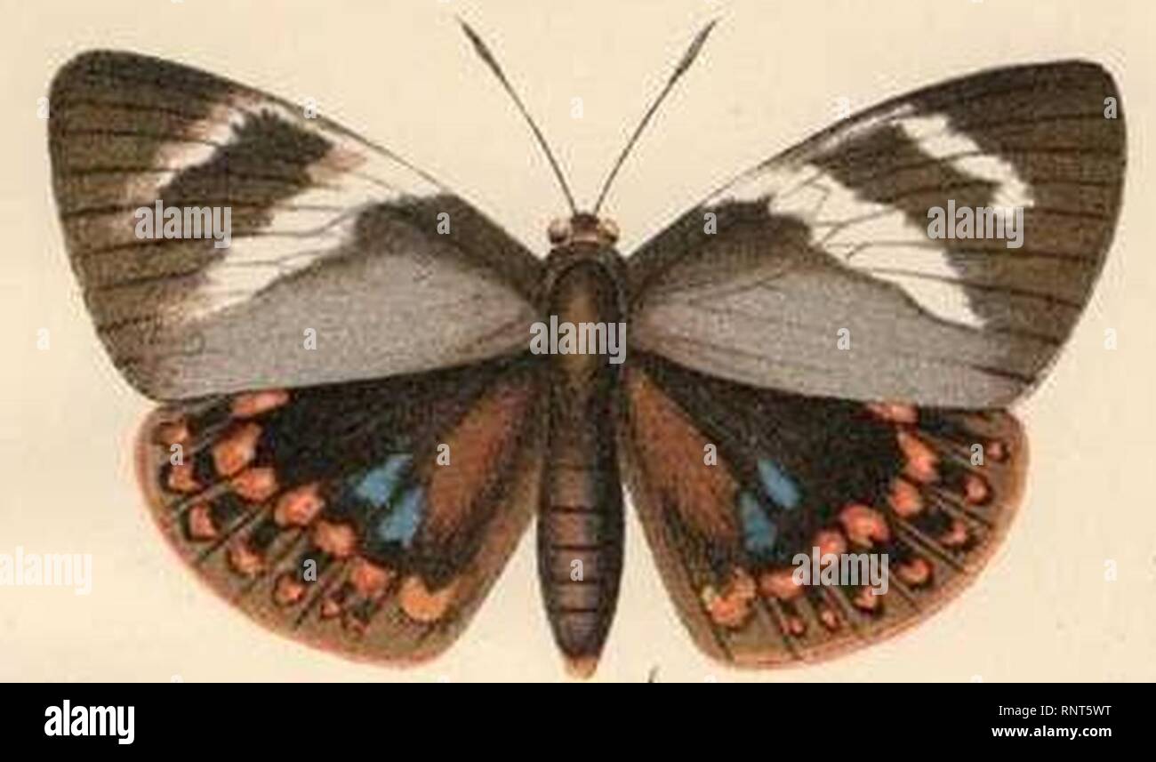 Castnia hi-res stock photography and images - Alamy