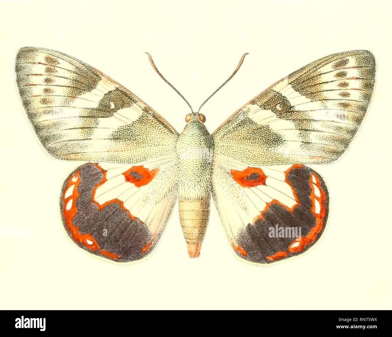 Juturna hi-res stock photography and images - Alamy