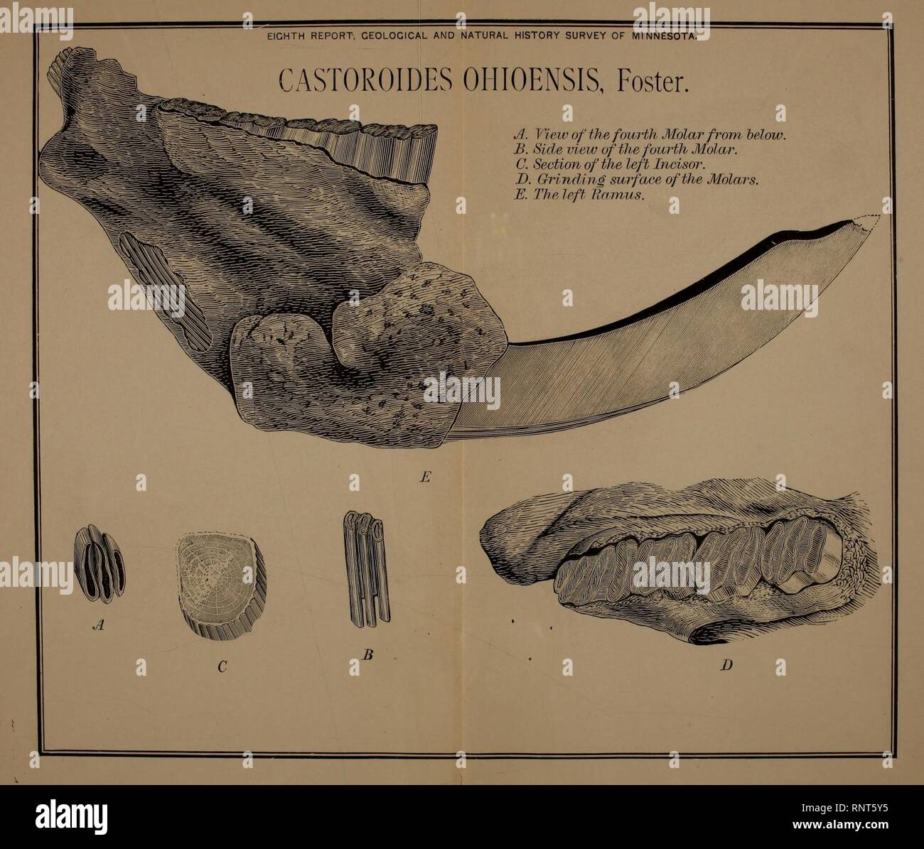 Castoroides hi-res stock photography and images - Alamy