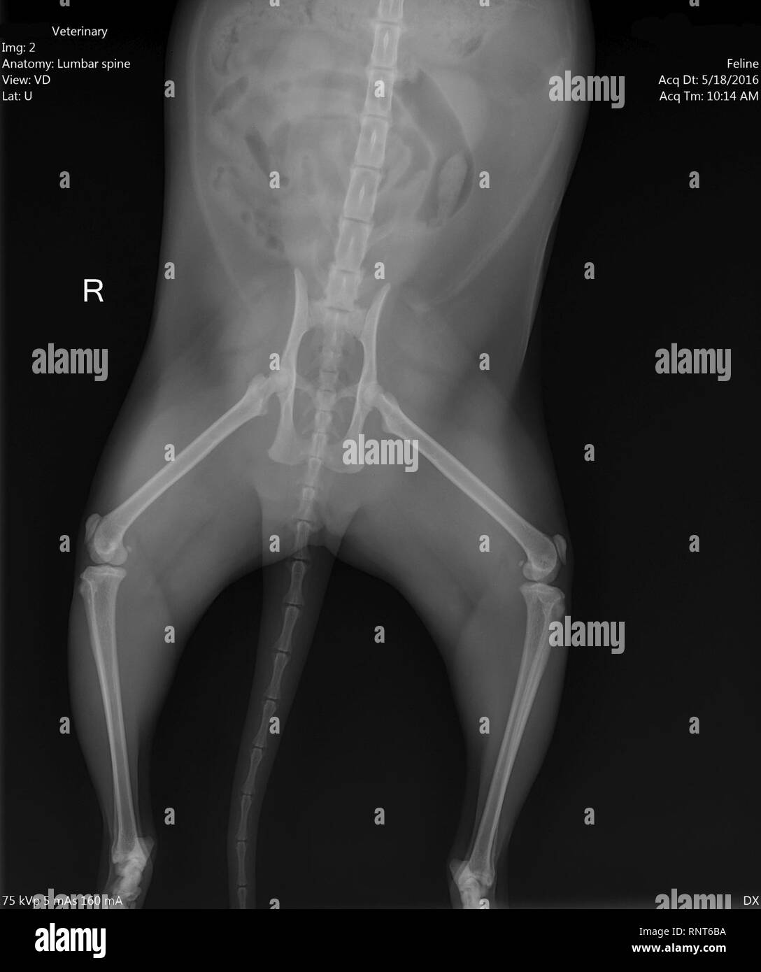 Cat Spine Xray Stock Photo - Alamy