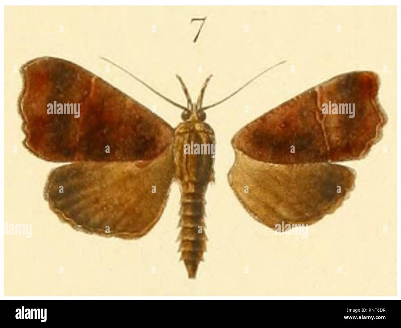 Catada obscura de Joannis 1906 Stock Photo - Alamy